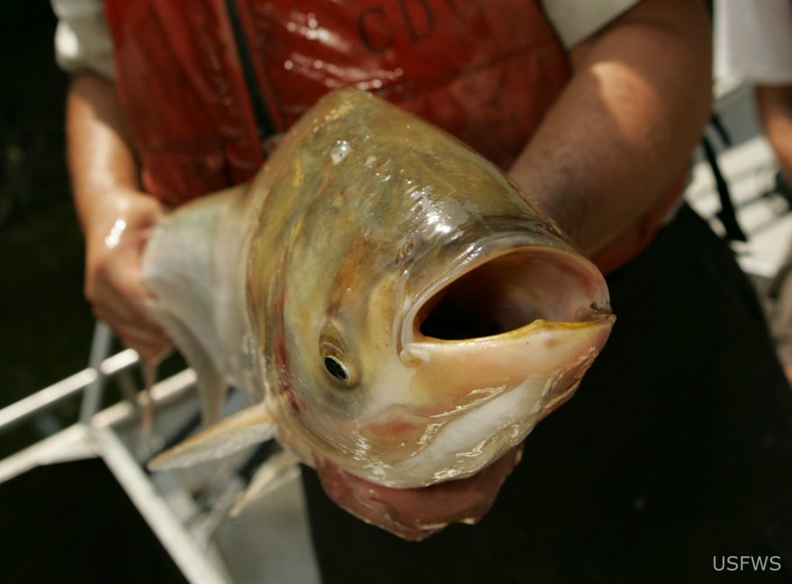 The Rural Blog: Asian carp found 9 miles from Lake Michigan, 34 miles ...