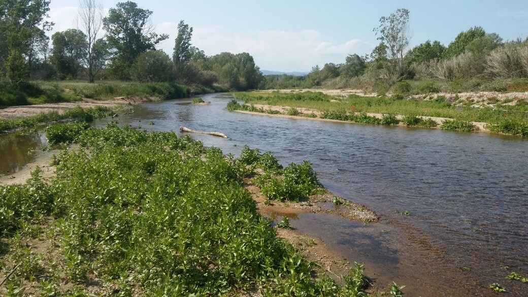 La Natura a la Baixa Tordera: Riu Tordera a La Júlia (Tordera) 1/5/2019
