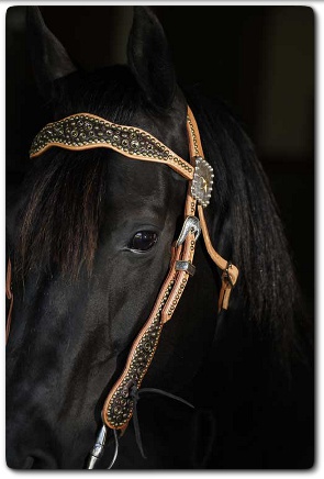 The Dedicated Equestrian: Lets Talk Tack *Bling* Tack That Is