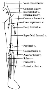 Pedi cardiology: Venous anatomy - PICC line