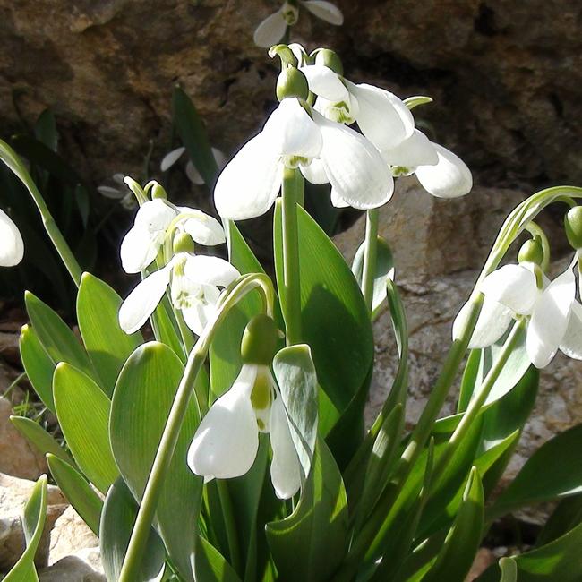 Snowdrop sprouts in Turkey’s Manisa
