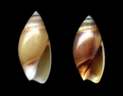 Moluscos marinos de Argentina