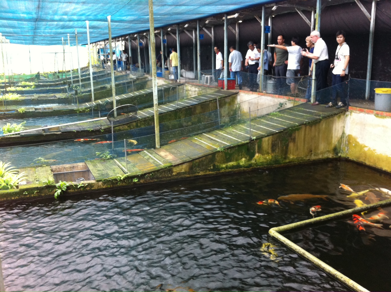 Beautysmile-Koi: Nippon Koi Farm (Singapore)