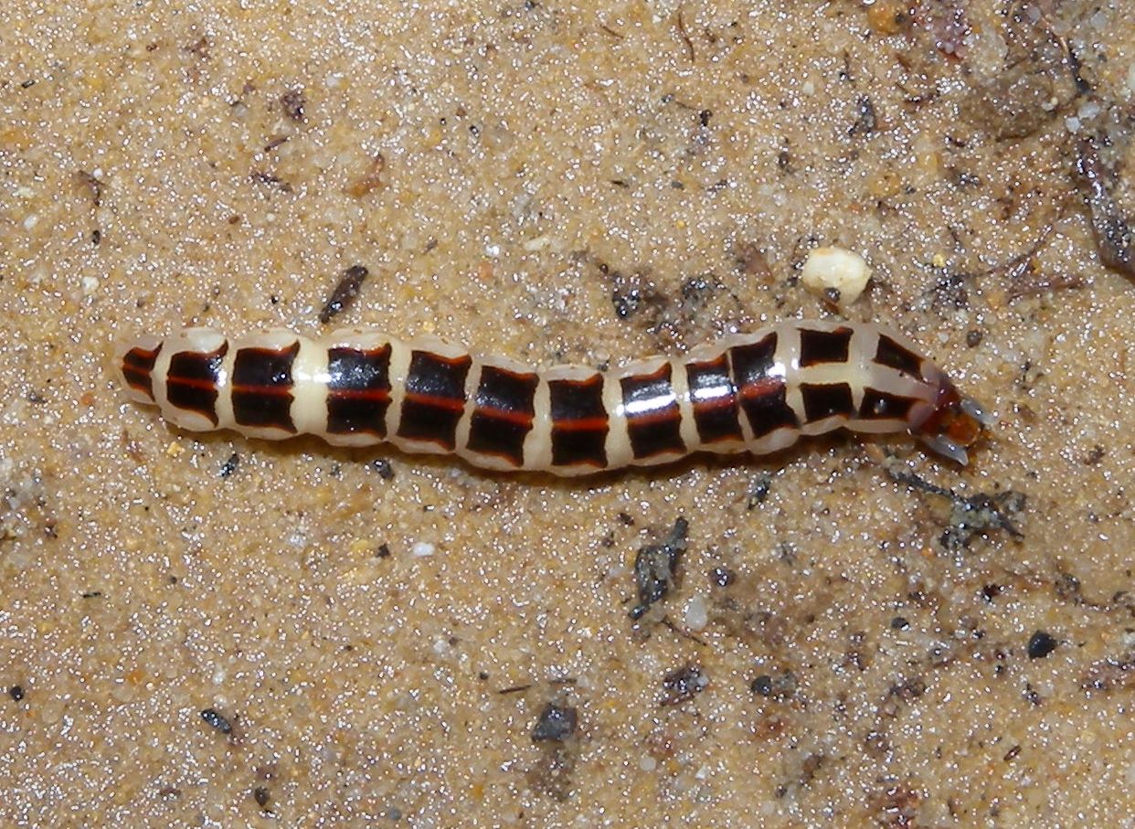 SARAWAK FIREFLIES: Firefly Larvae From Jakat