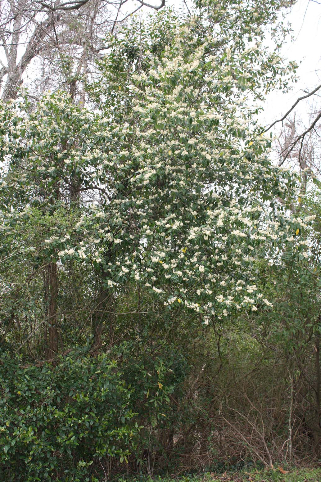 Southern Lagniappe: Lagniappe and Serendipity