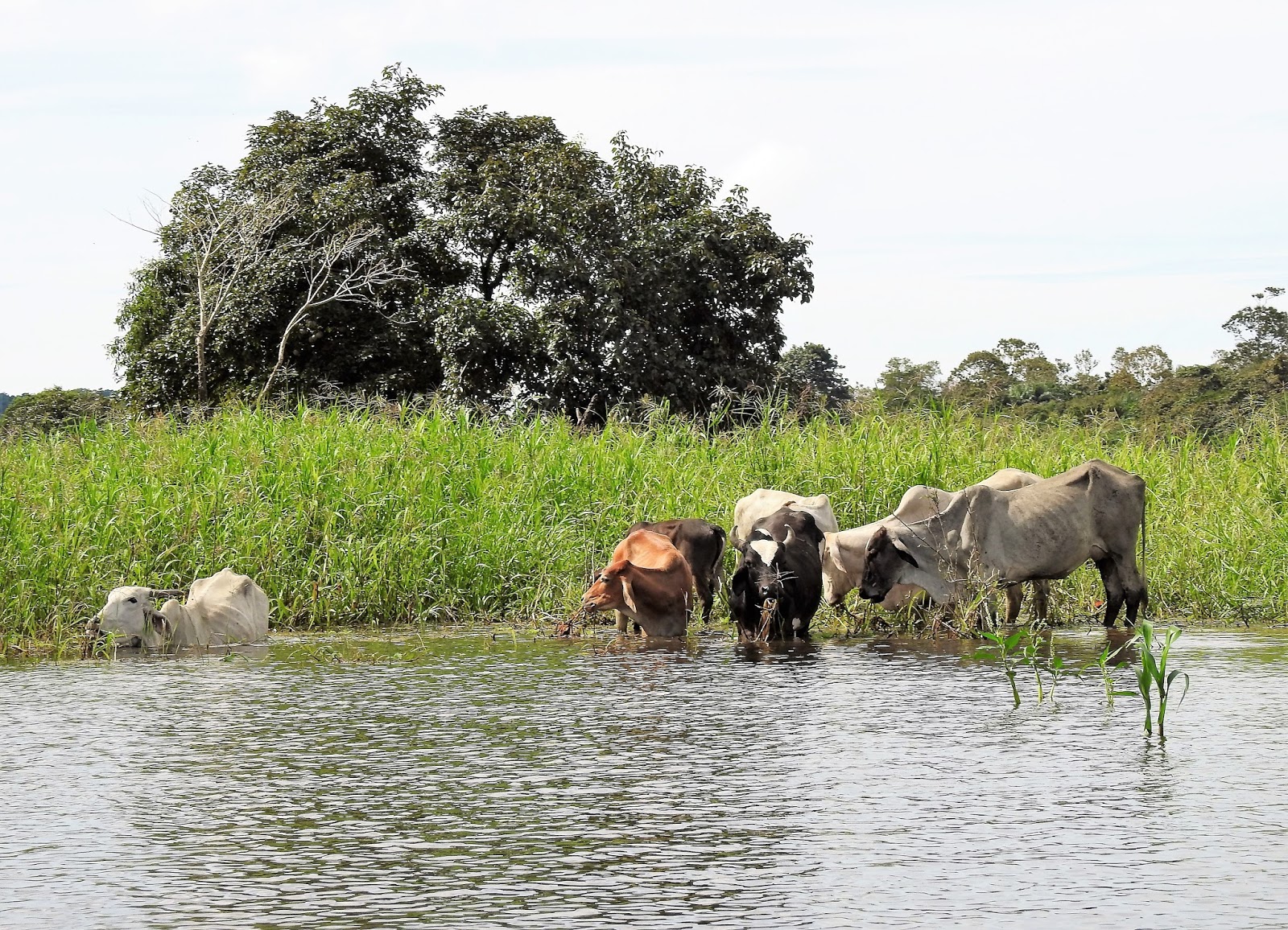 My Travel Blog: A day in an Amazon River village...