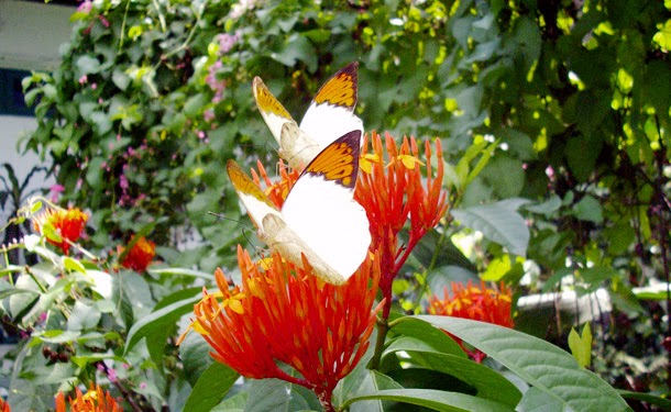 Jalan-jalan Ke Taman Rama-rama Kuala Lumpur |MyRokan