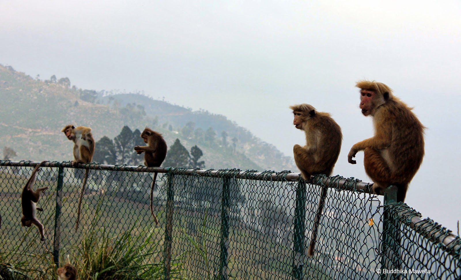 Lanka Nature Summary: Toque monkey (Macaca sinica)