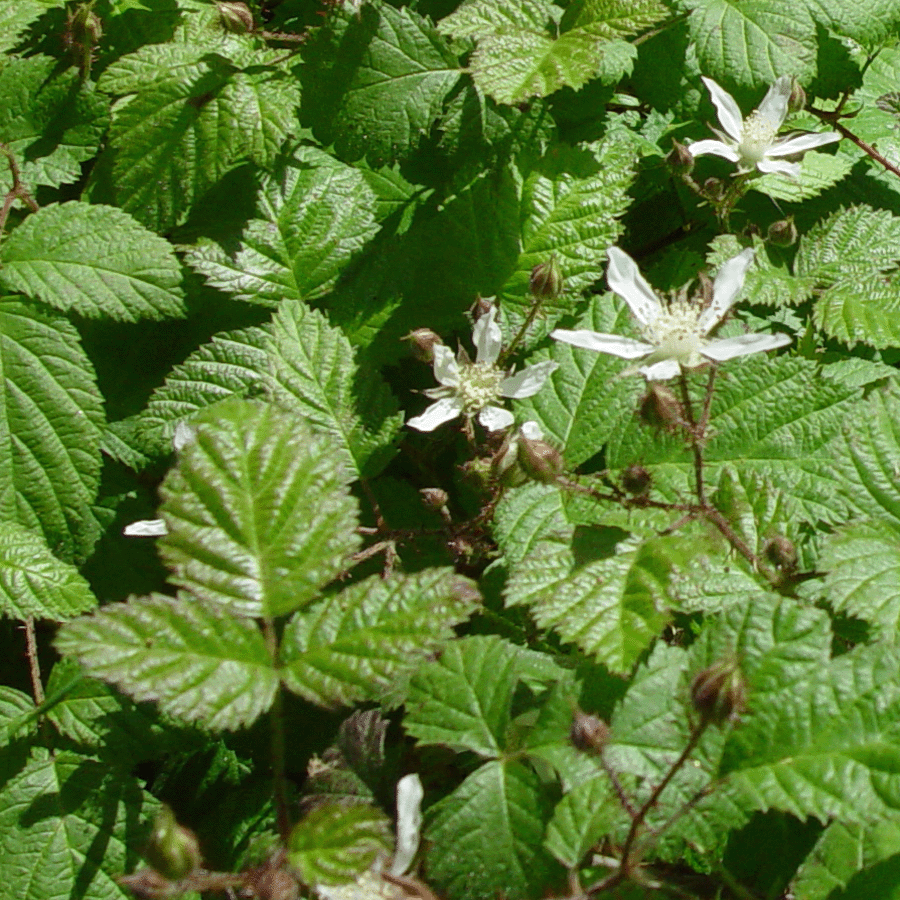 Eden By The Bay: Native Plants of Leona Canyon