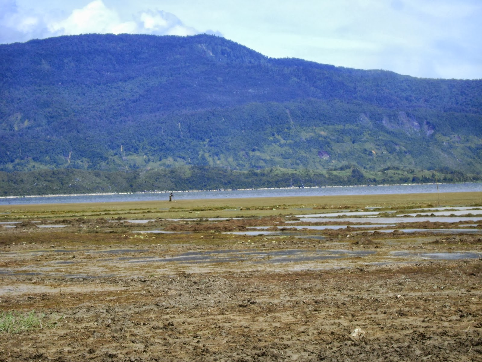 PULAU DUAMO DEIYAI: Biota Danau Tigi Kabupaten Deiyai di Papua