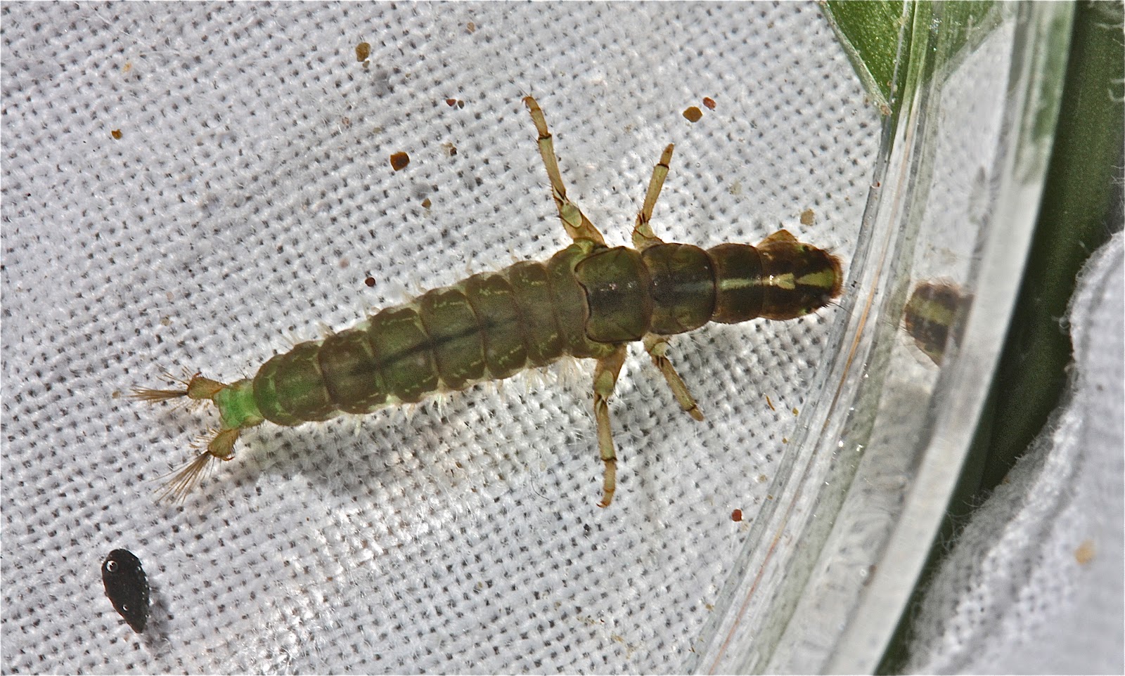 Aquatic Insects of Central Virginia: A Montana Sampler