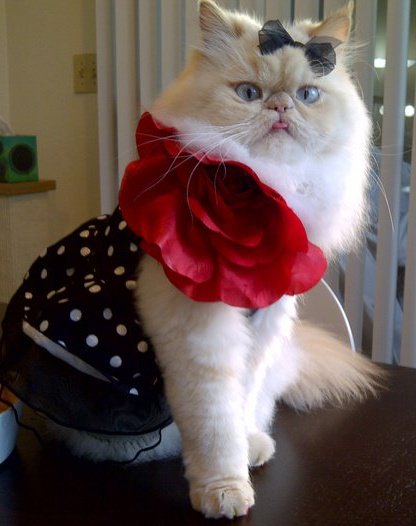 Catsparella: The Rise of Luna the Fashion Kitty