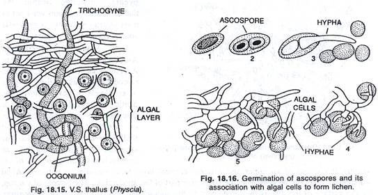 Reproduction in lichens for +3 zoology students