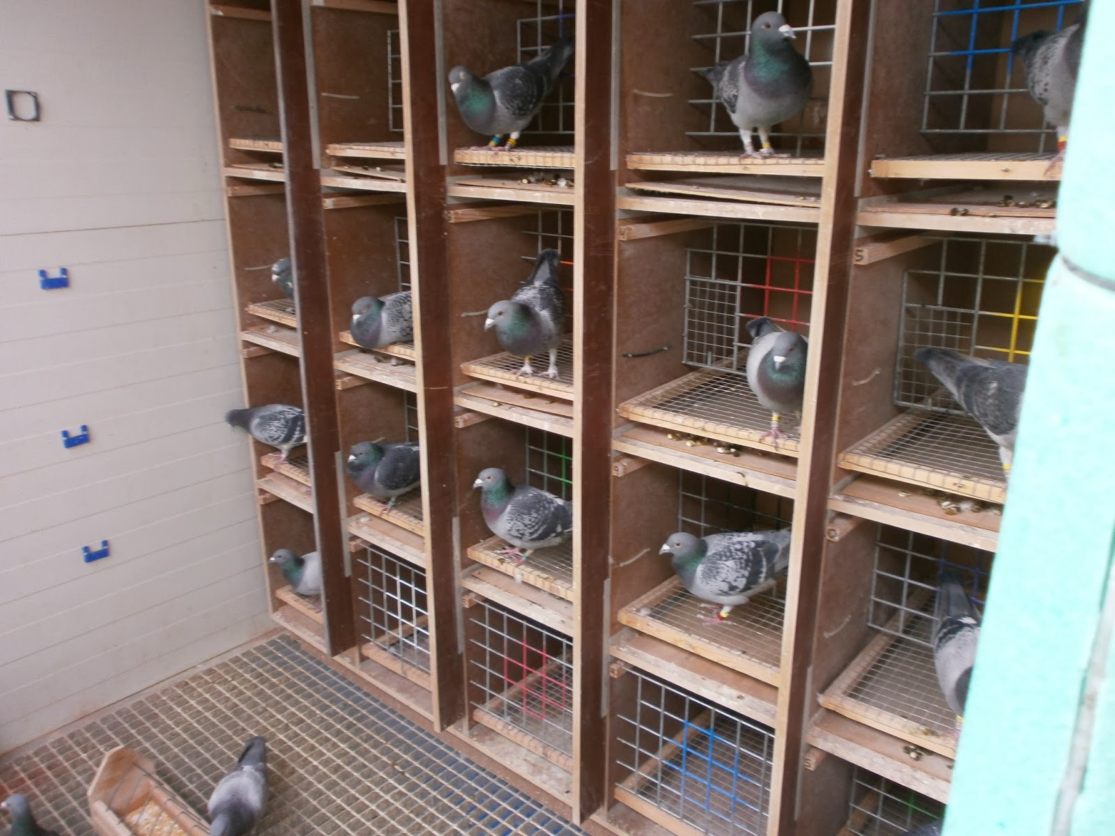 Palomar de Salvador Folqués: PALOMARES DE AMIGOS