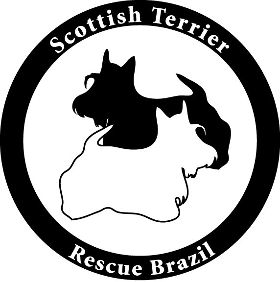 A vida de um Scottish Terrier: Fundada a "Scottish Terrier Rescue Brasil"