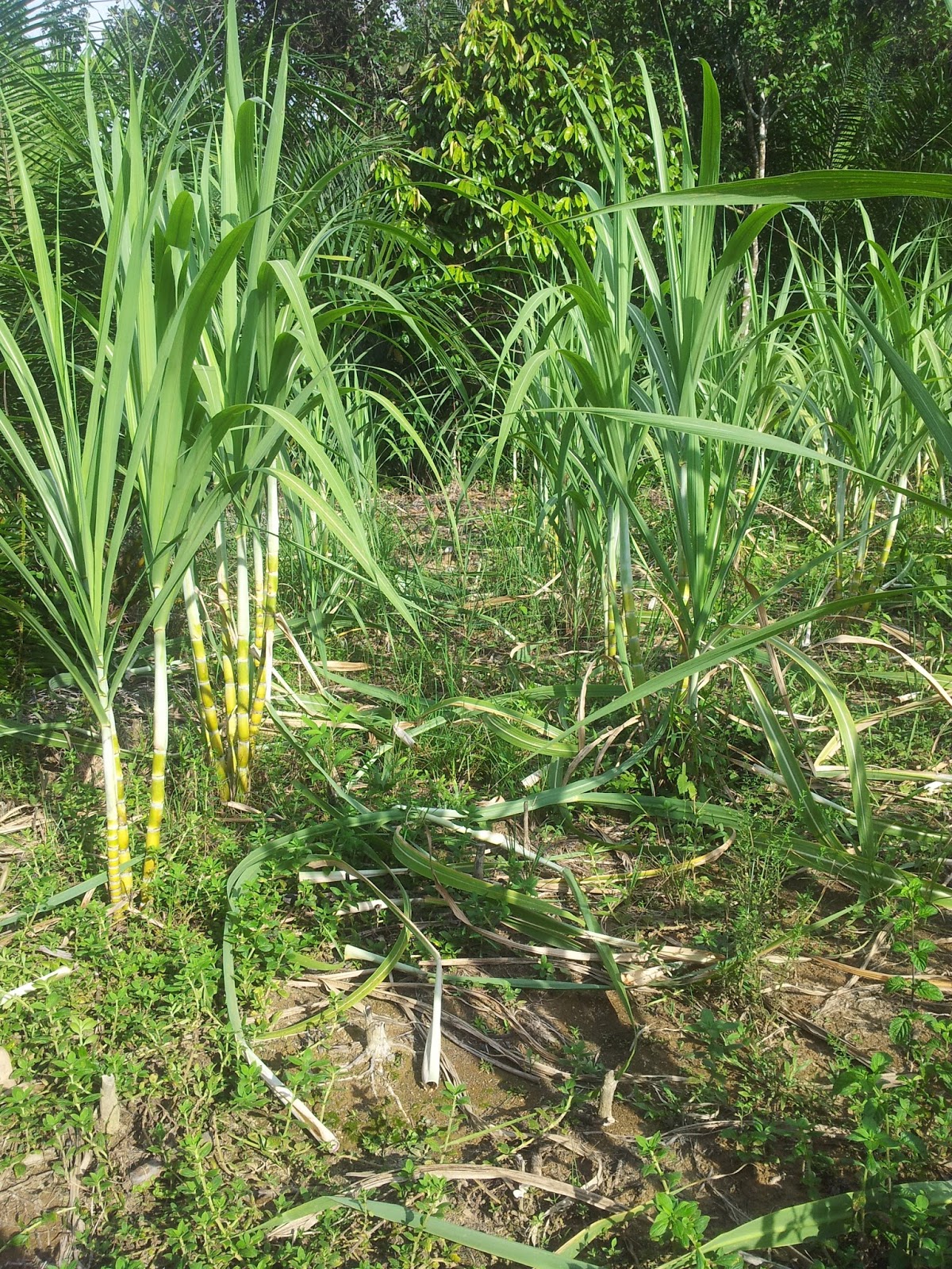 Tanaman Halia: Tanaman Tebu