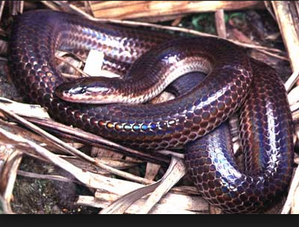 sikkahoder: MENGENAL JENIS ULAR DI INDONESIA