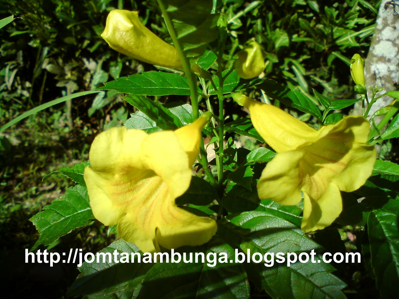 Jom Tanam Bunga: Album Bunga