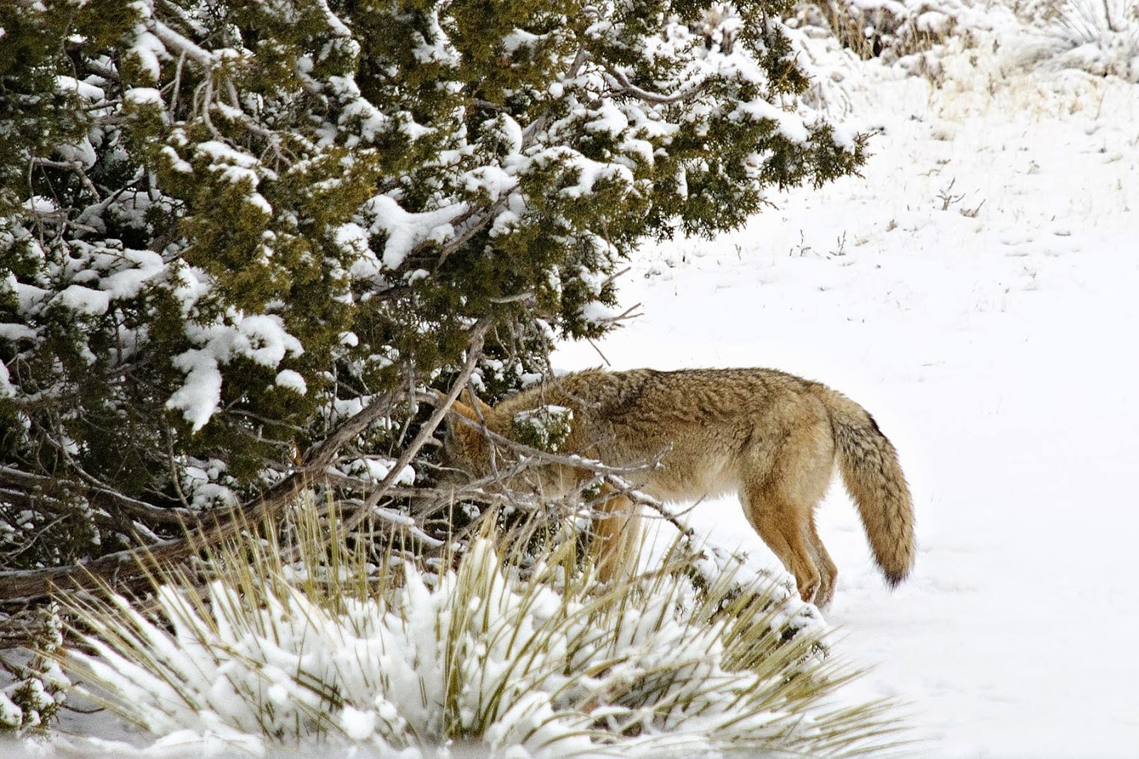 The 7MSN Ranch: The daily coyotes