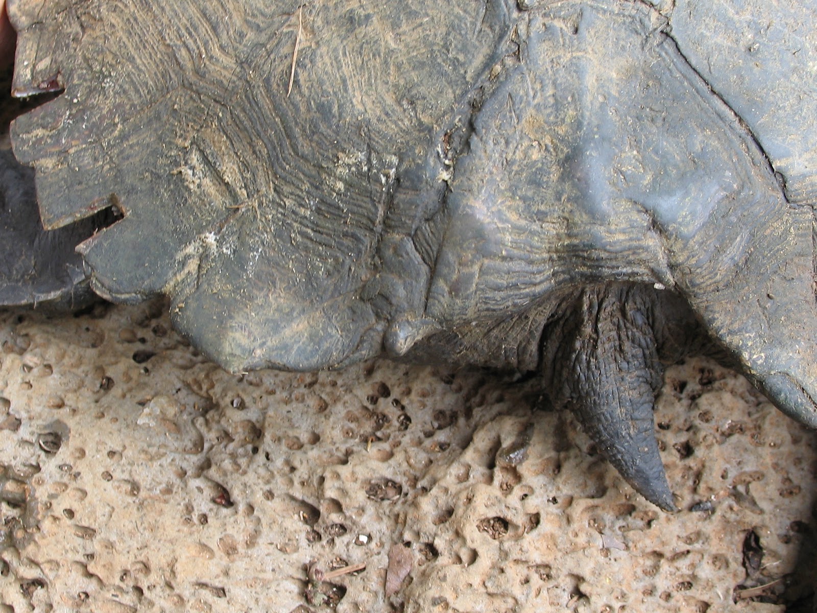 MINC Internship: Elseya irwini (Johnstone river turtle) Monitoring and ...