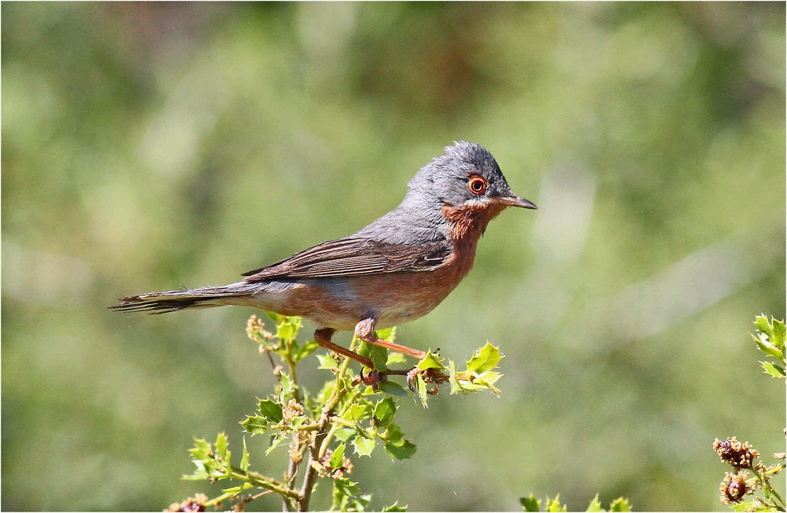 Navarra al natural: Currucas en Pitillas