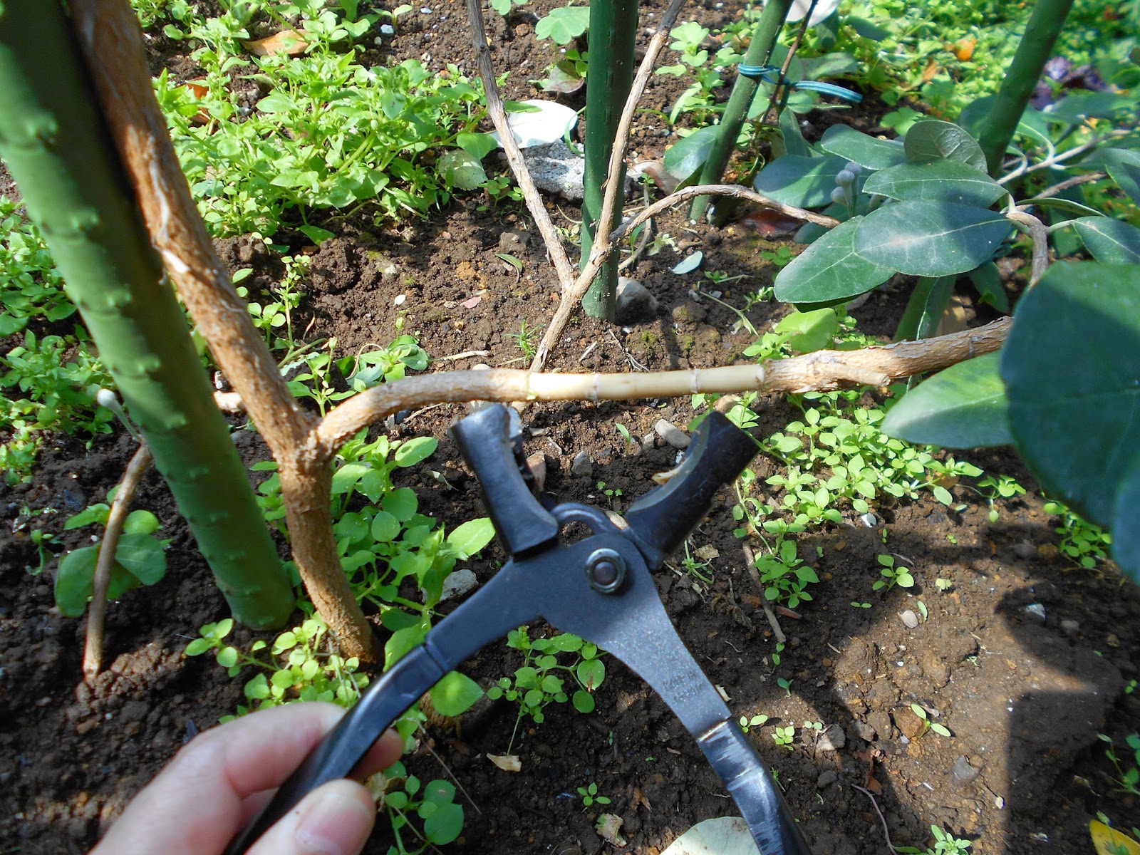 四季成り果樹園芸: 取り木ハサミ Girdling scissors for air-layering