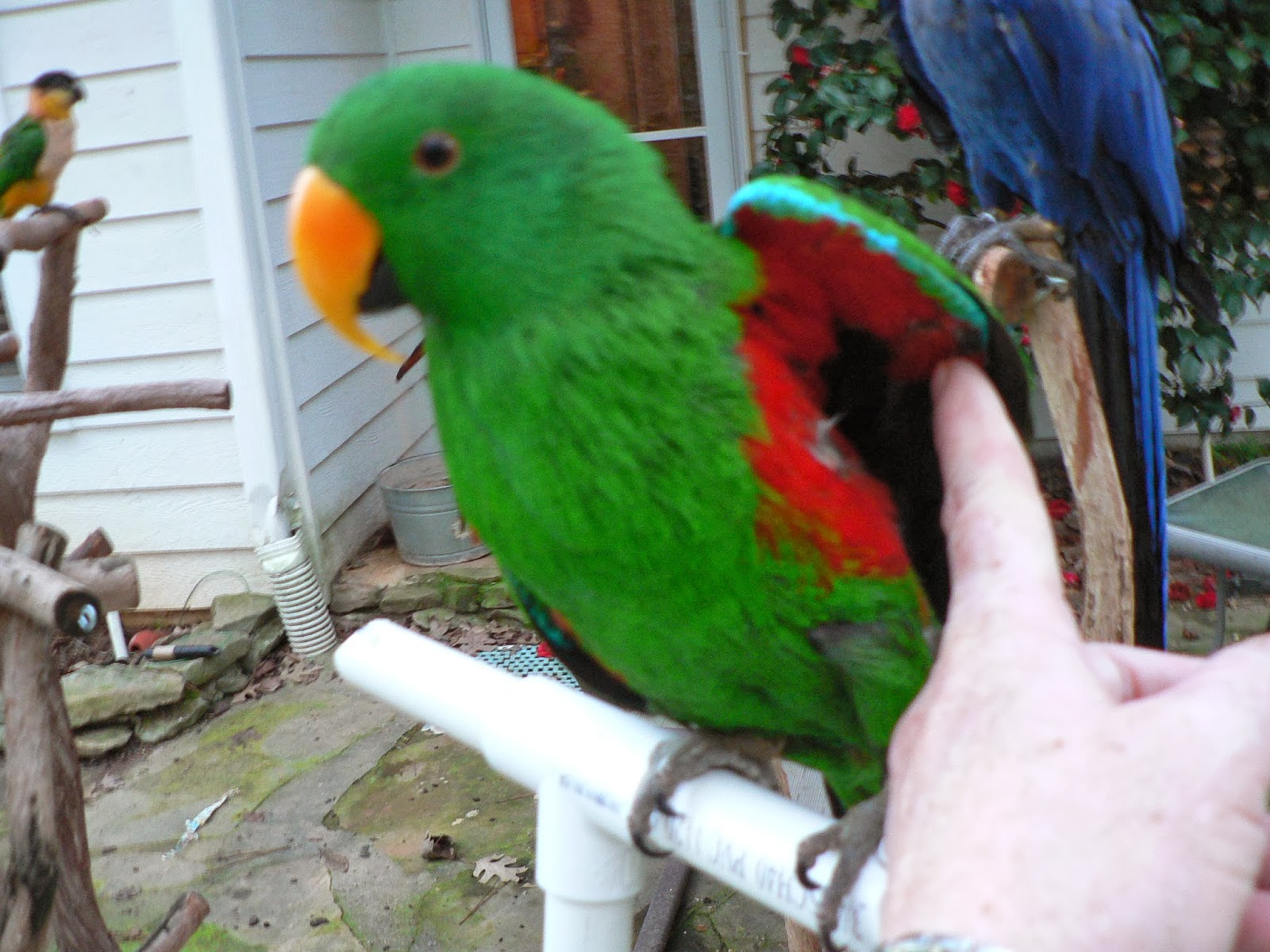 Parrot Pro Shows by Parrot Productions: OUR BIRDS