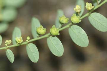 FLORA INDONESIA (Botanical Survival): Meniran (Phyllanthus niruri L.)