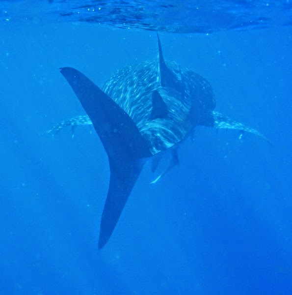 Big Caravan Adventures: Whalesharks at Exmouth