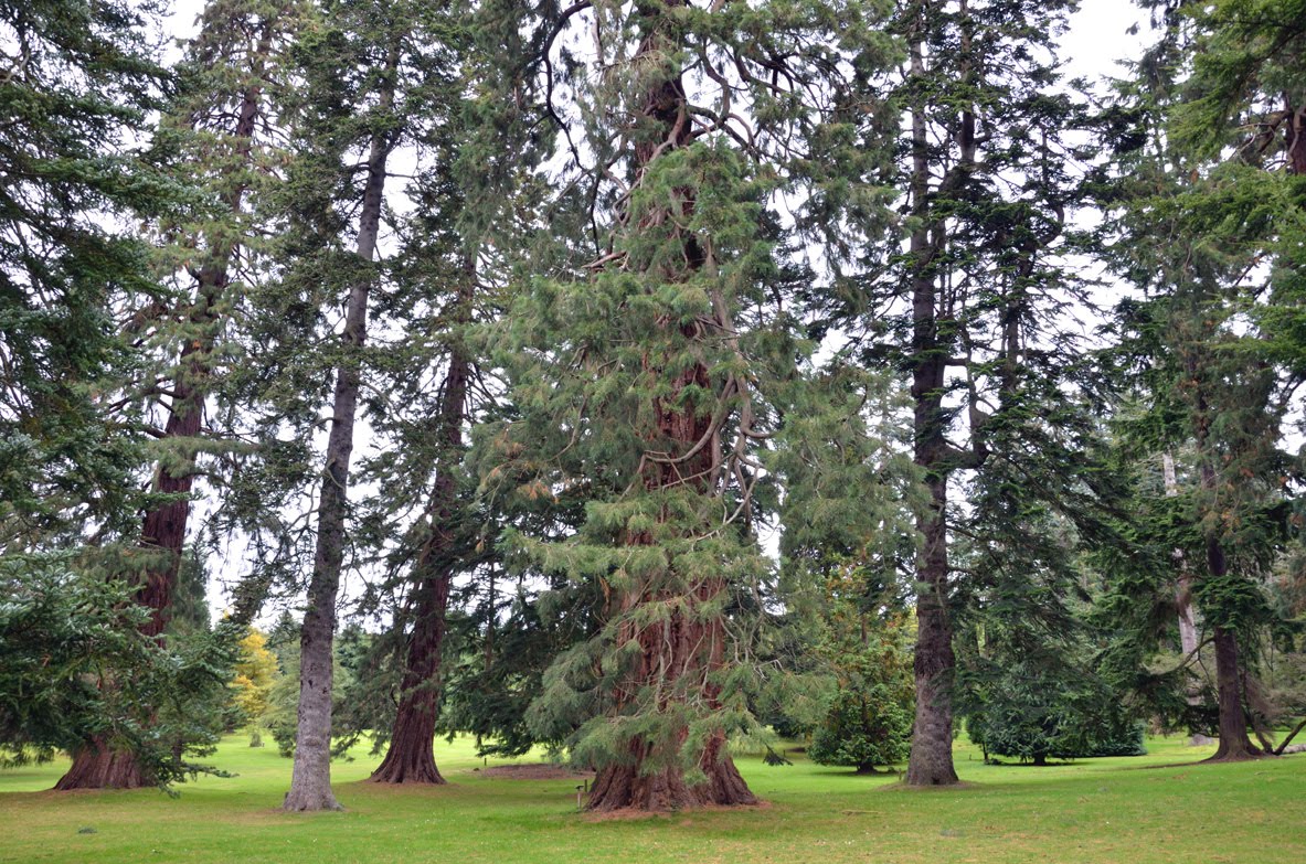 North Fife: Pinetum Scone Palace