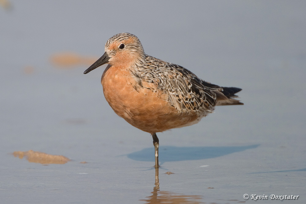 Birding Is Fun!: Winging It!