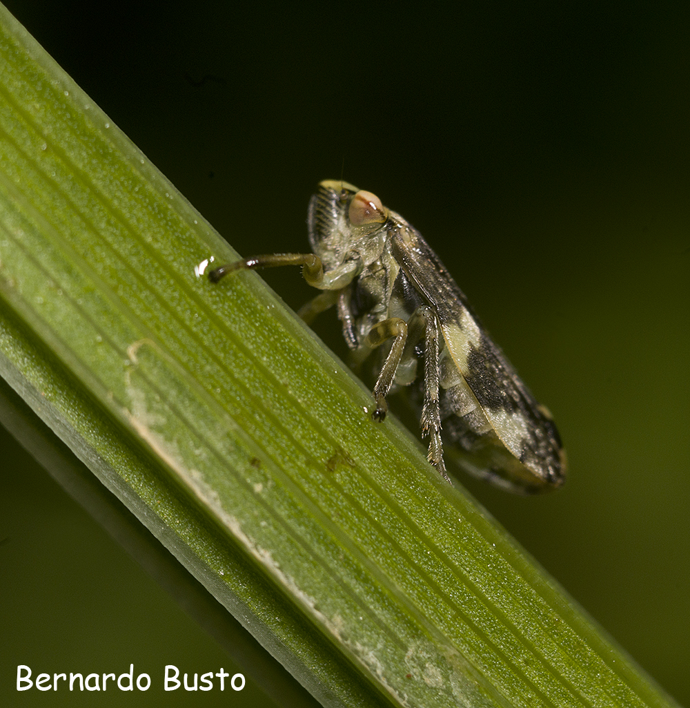 RÍA DE LA VILLA: Temporada de salivazos