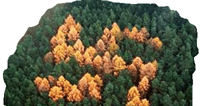 Nazi Forest | UMA GUIDE