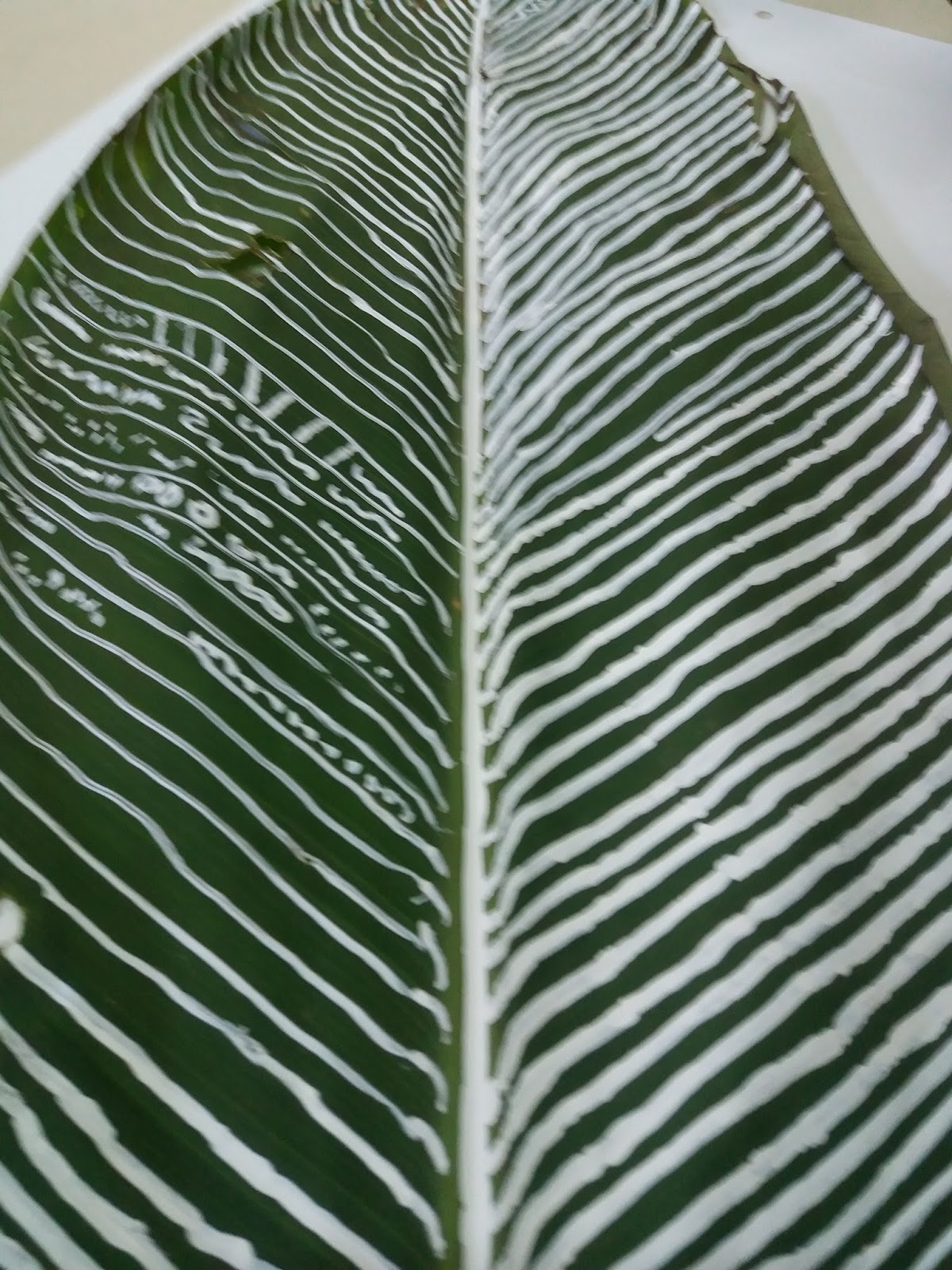 conectarte-cba: TEXTURAS LINEALES - Hojas de otoño - LINEAR - Trabajos ...