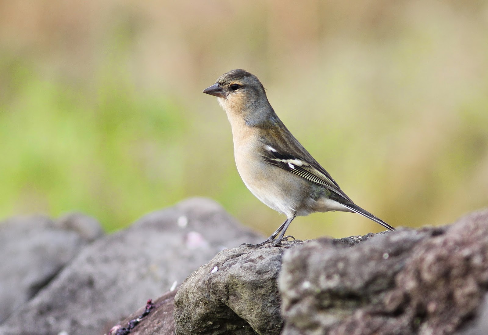 Non-Stop Birding: Azores Natural History Exploration Tour Recce