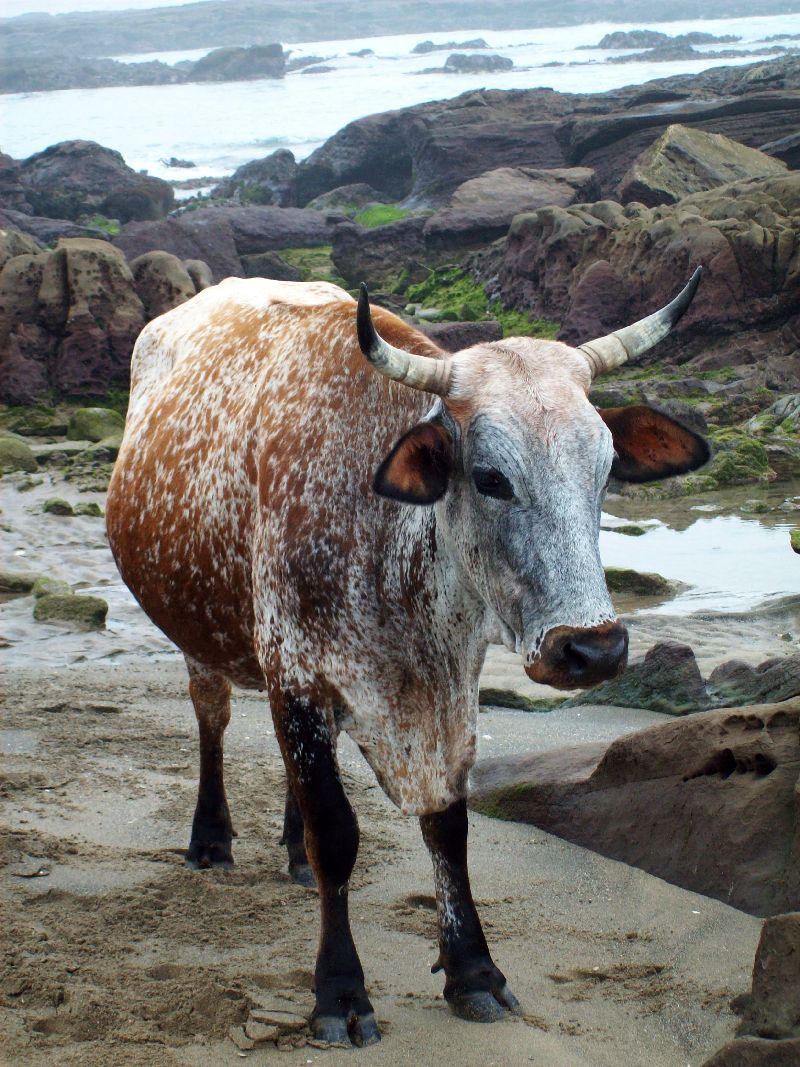 Chocolat Negro or la vie est belle souvent: The Nguni - A Mighty Tribe