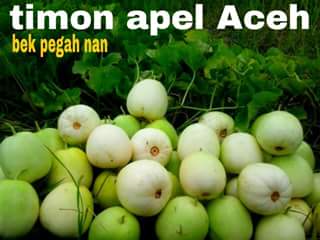 CARA MENANAM TIMUN APEL ACEH DAN BUDIDAYA TIMUN APEL ACEH - Macam Macam ...