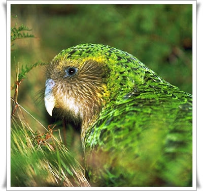 Amazing Kakapo, Owl Parrot Facts - Ask My Brain - Get More Knowlege