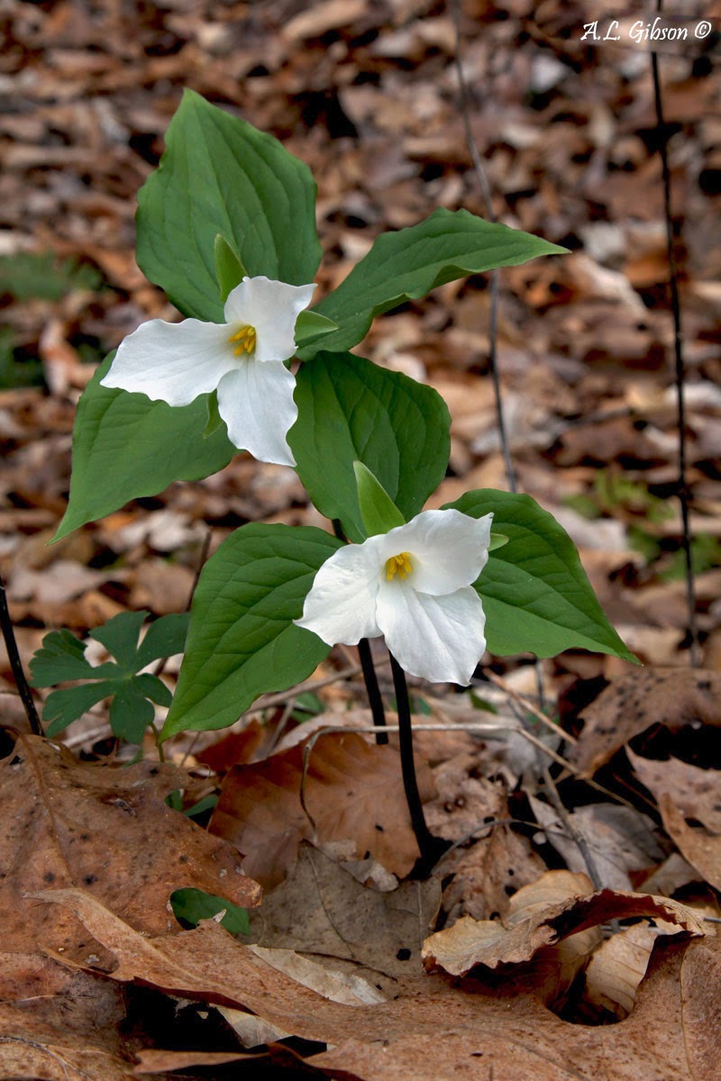 The Buckeye Botanist: Guide to the Trillium of Ohio