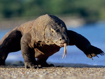 Wonderful Wallpapers: Komodo HD Island Wallpapers