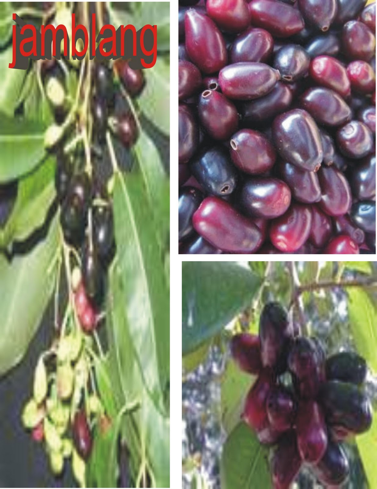 Overcome Disease: jamblang benefits