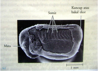 Perkembangan Katak: Neurulasi pada Katak