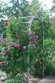 Cheesehead Gardening: Climbing Roses Hardy for Wisconsin Winters