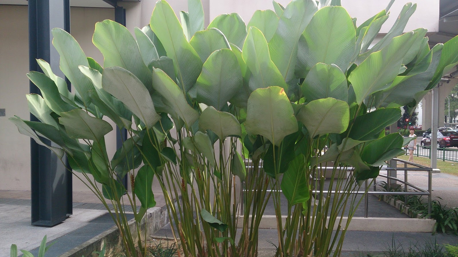 Calathea lutea | Pustaka Flora | Database Tanaman Landscape