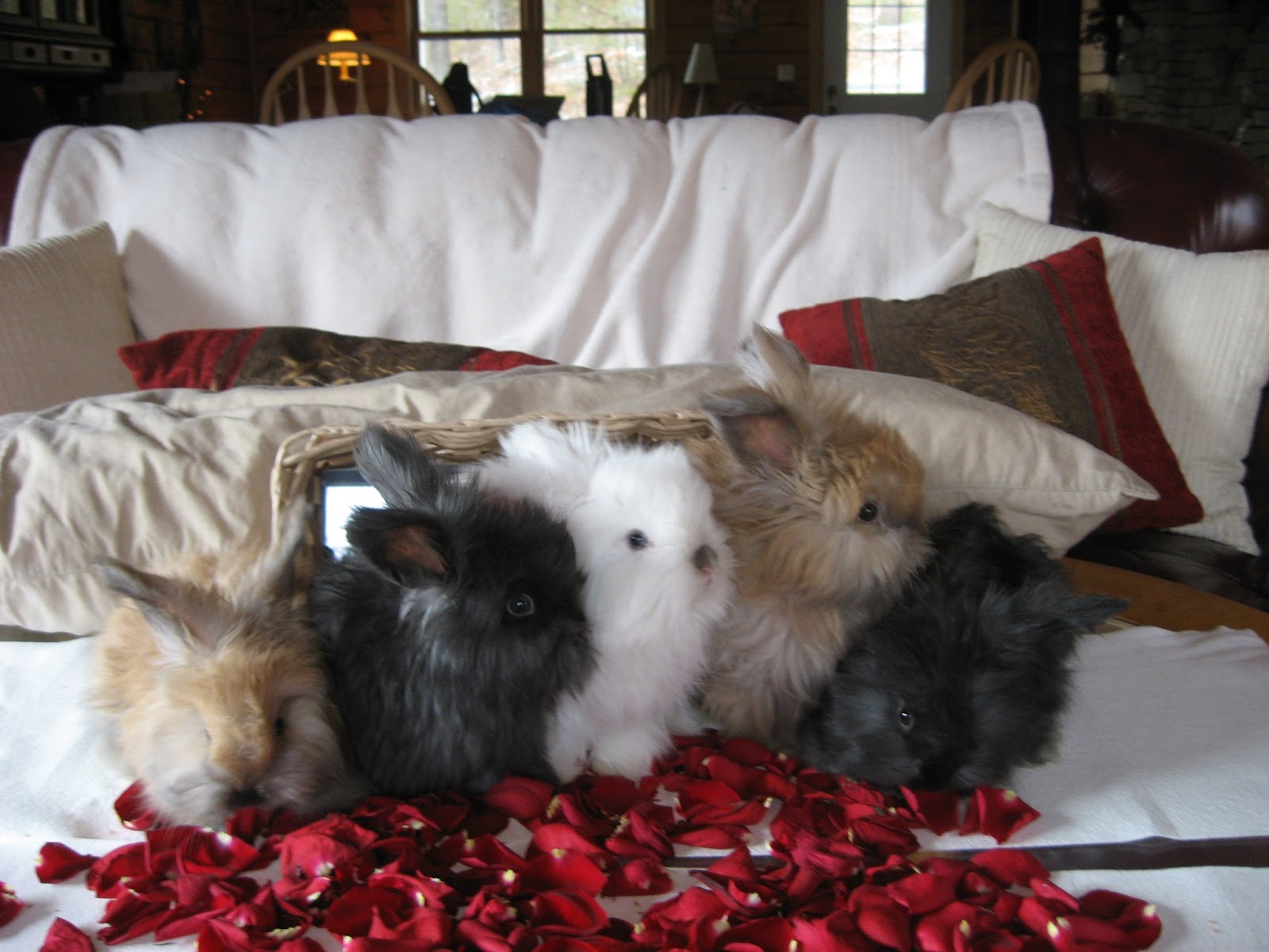 Greetings from James Creek: 6 week old baby English Angora Bunnies