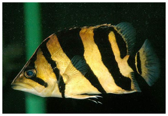 Welcome to thailand-aquaticpets.blogspot.com Blog: Fish Data : Siamese ...