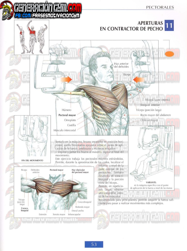 PECHO - GENERACIÓN GYM