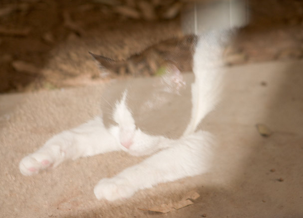 Fantastic Dreams of Pamela K. Kinney: Supernatural Friday: Ghost Pets