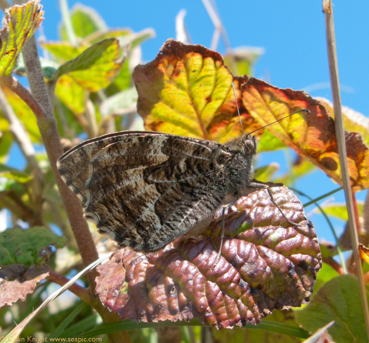 Postcards from Sussex: Grayling Festival at Windover Hill
