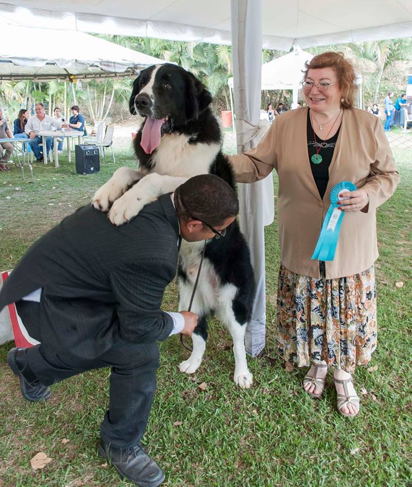 * CLUB CANINO DEL ESTADO ARAGUA *: Perro mucuchíes: Raza canina oficial ...